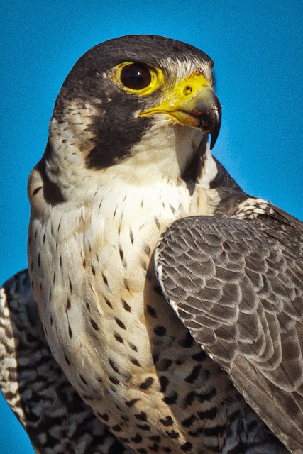 Feather Tailed Stories: Peregrine Falcon (Indy & Ives?)
