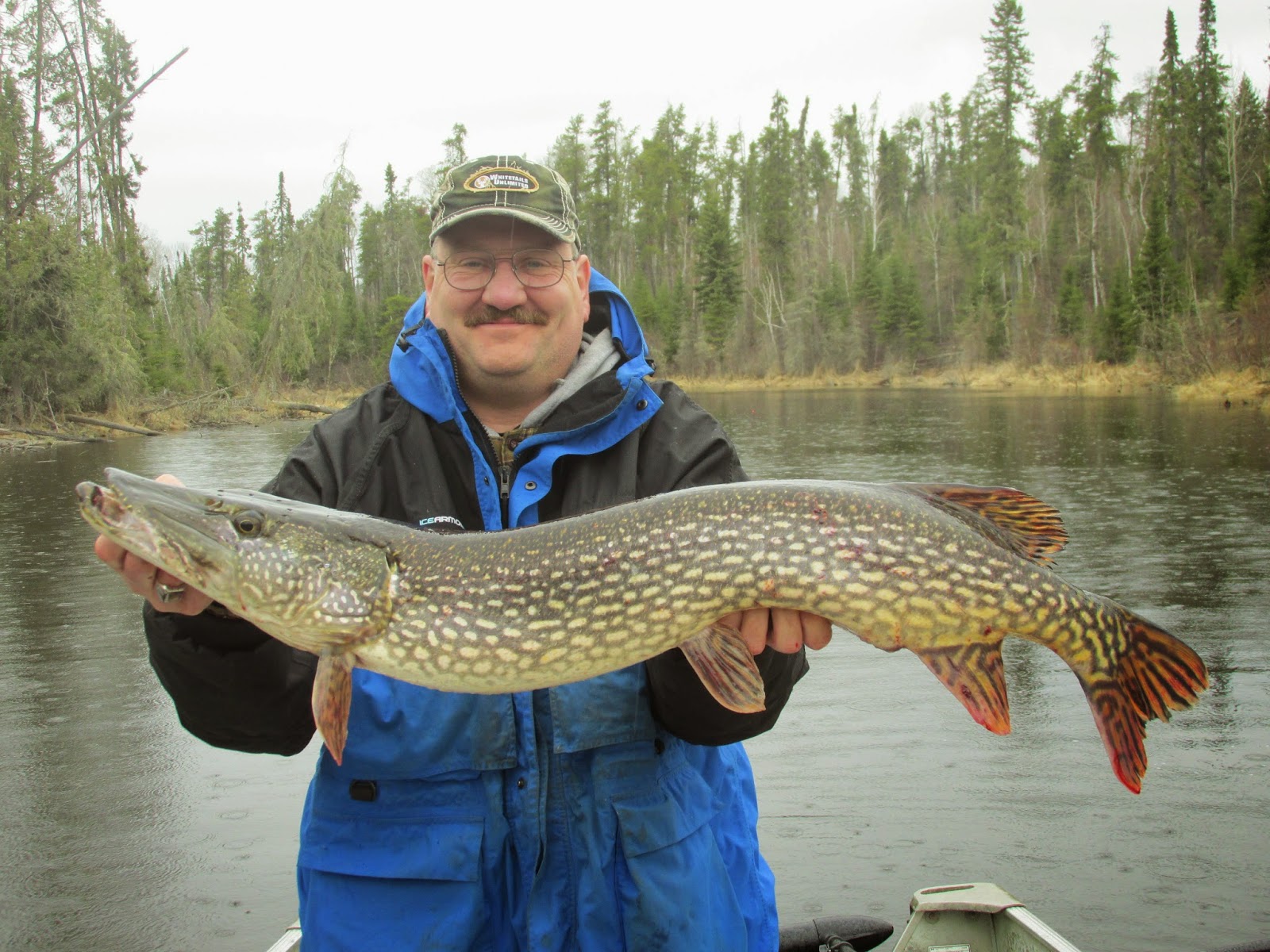 Black Bear Lodge Blog: No Shortage of big pike.