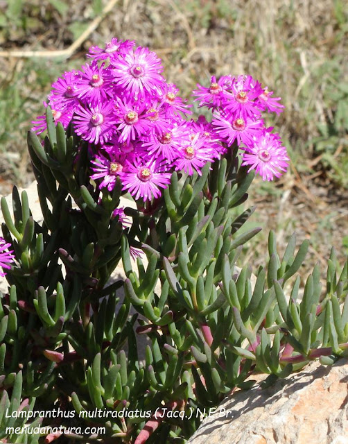 Menuda Natura: Lampranthus multiradiatus (Jacq.) N.E.Br.