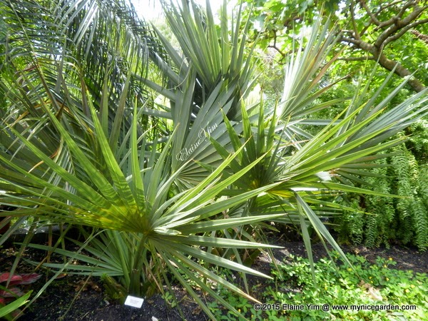 My Tropical Plants Finder: Serenoa repens - Saw Palmetto