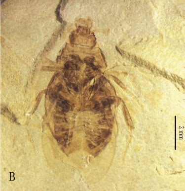 Sciency Thoughts: A new species of Scavenger Scarab Beetle from the ...