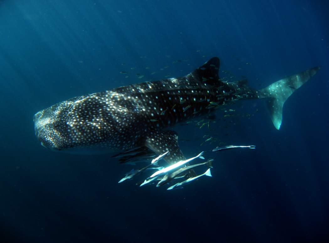 Family Bonding: Whale sharks