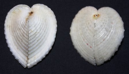 colectia de scoici: Colectia de SCOICI MARINE