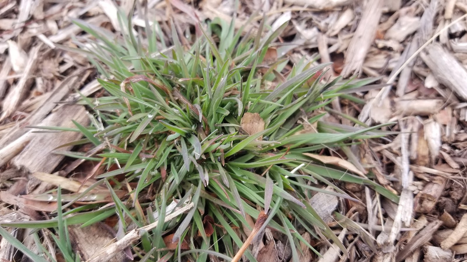 CO-Horts: March 2018