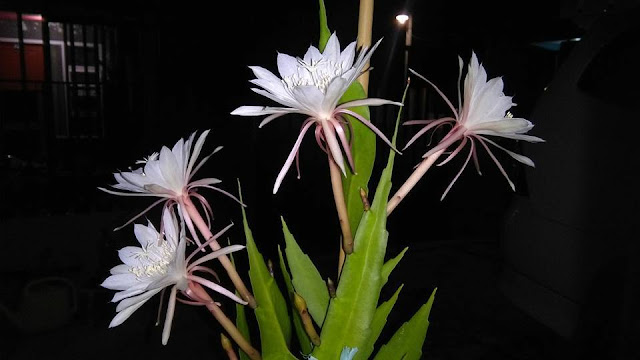 PERSATUAN BELADIRI BUDI SUCI: BUNGA TUJUH RUPA (kembang pitung werno ...