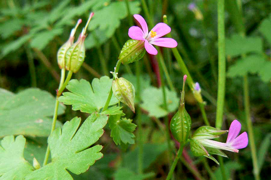 Wildflowers of Andalucia: Geranium lucidum
