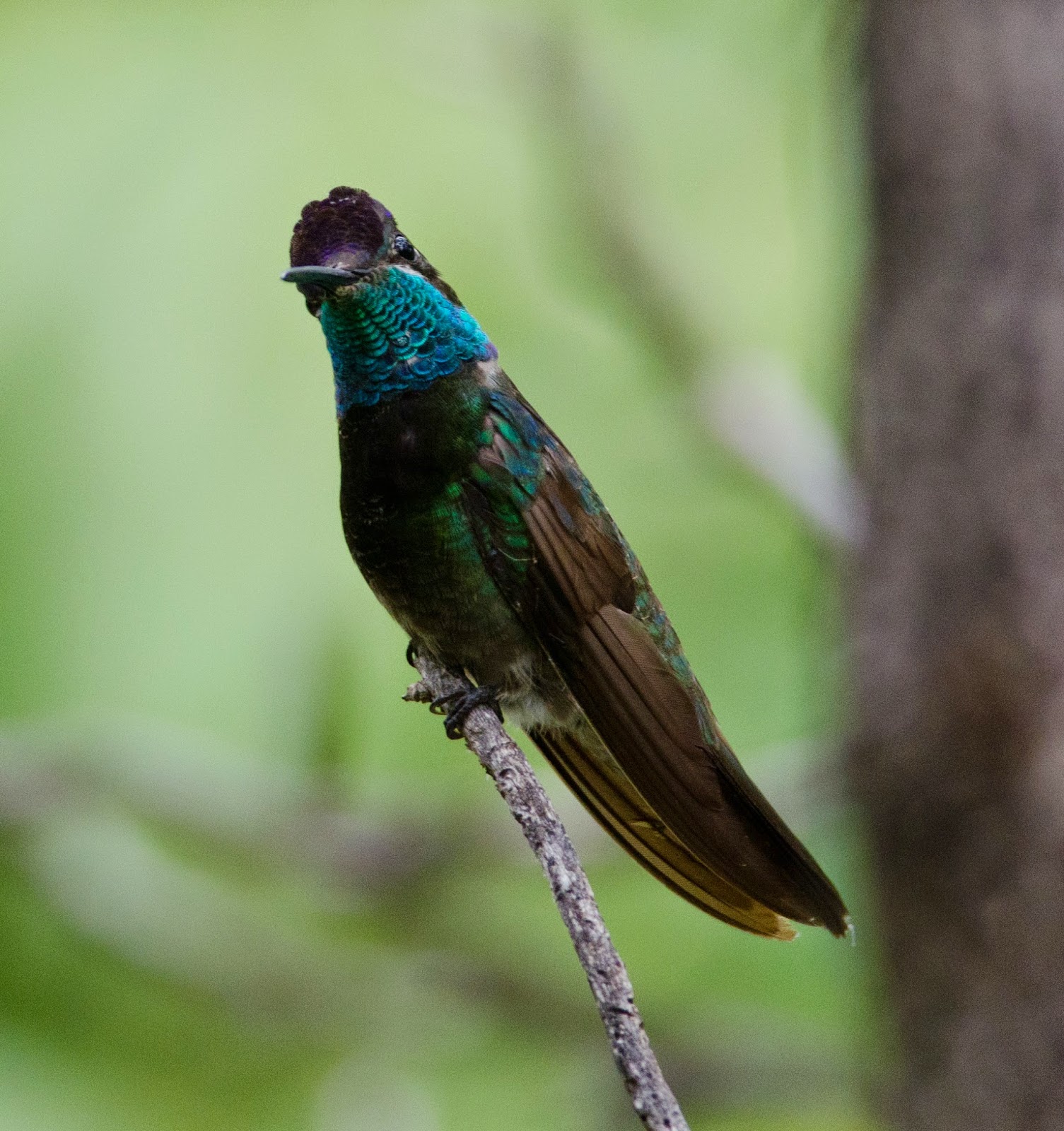 Gordon's Birding Adventures: Hummingbirds in Arizona