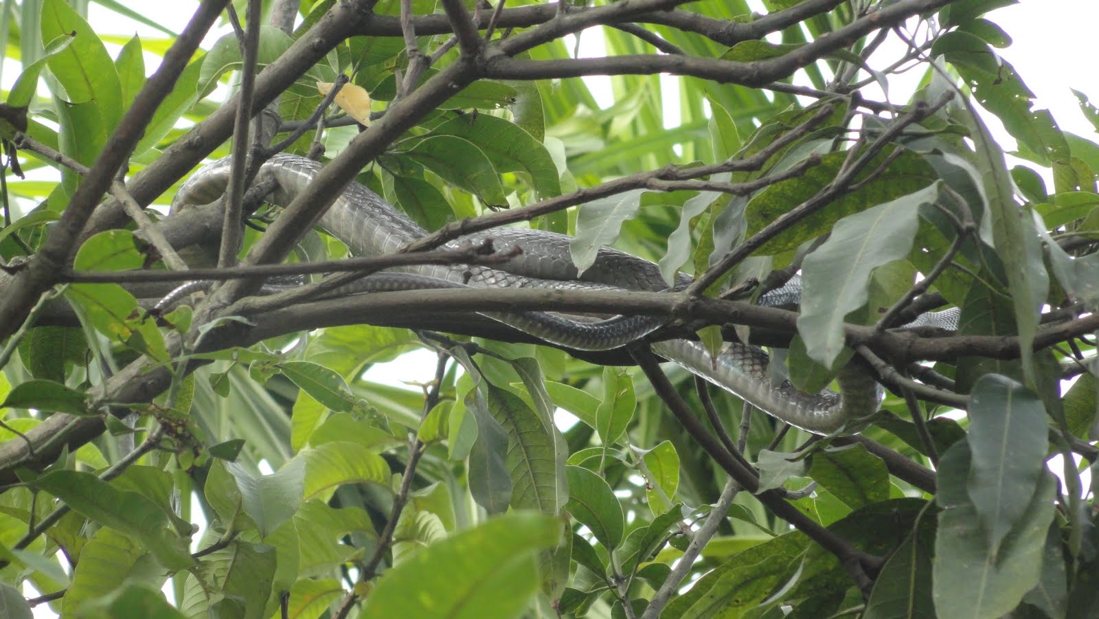 nature rambles: Look Who's Snaked Its Way Up My Mango Tree!