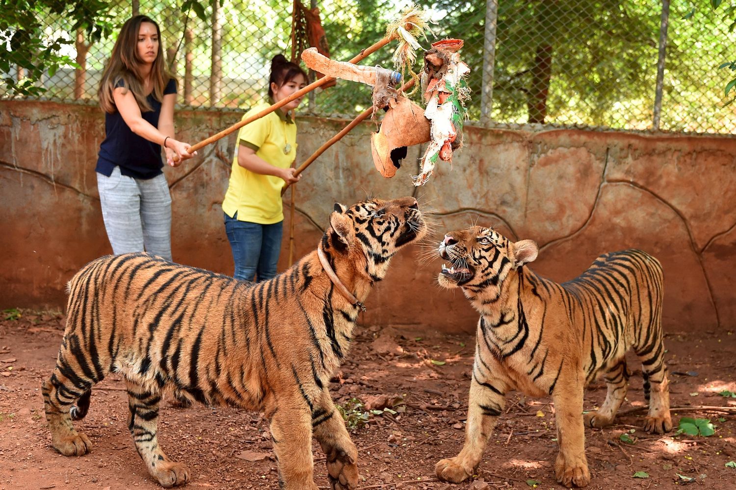 GEOGRAFI LINGKUNGAN: HARIMAU ; KUCING BESAR LORENG PENGUASA RIMBA BELANTARA
