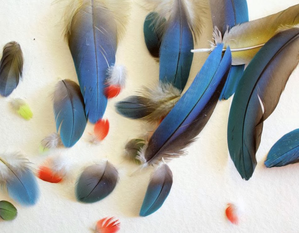 A Life of Green - Viggo the male Eclectus Parrot: Feathers, Moulting ...