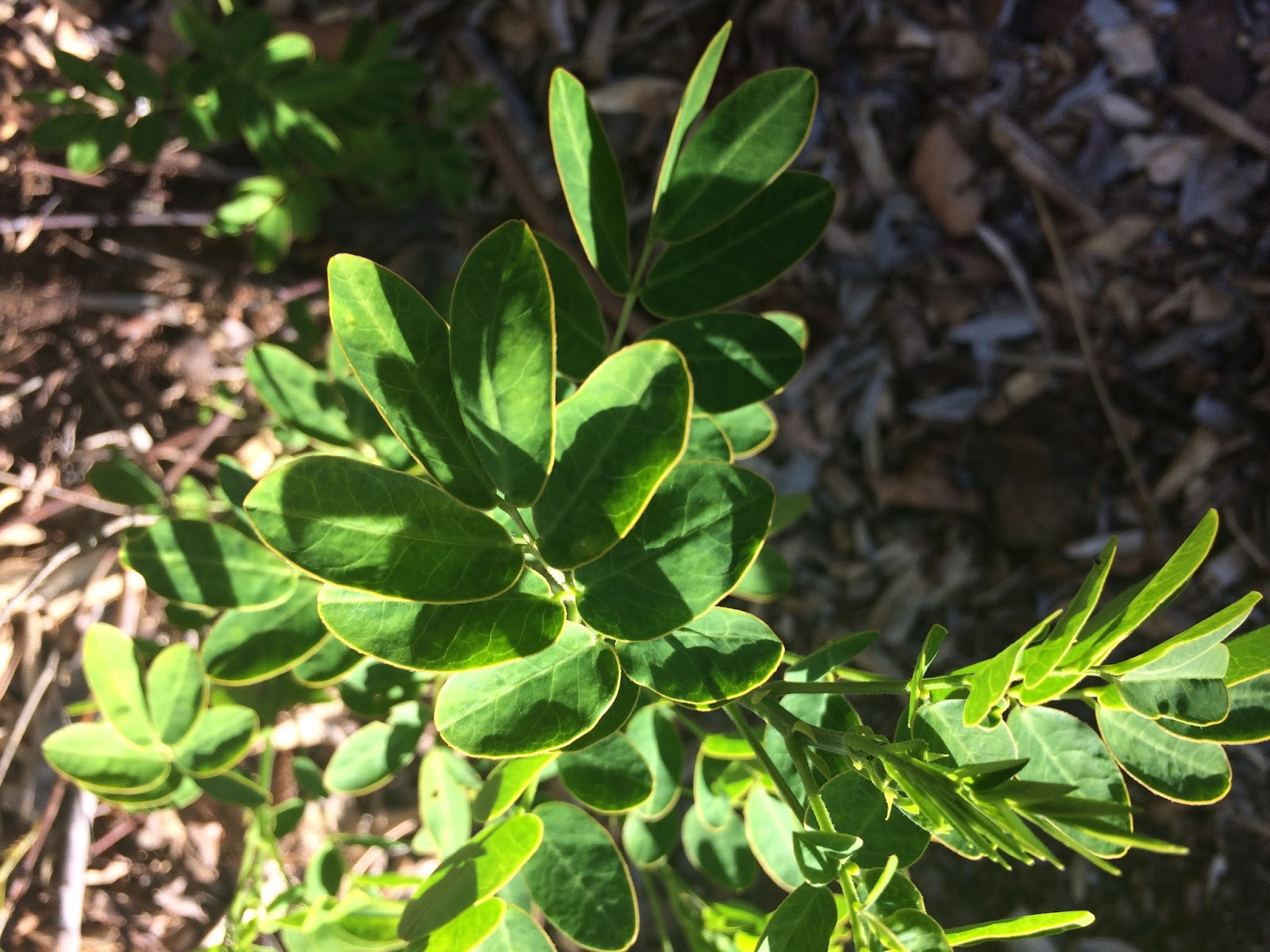 Life Goes Better with Plants : Senna splendida 'Golden'