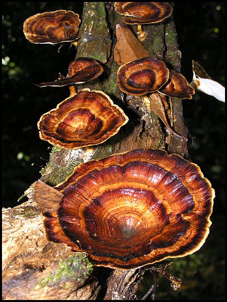 Australian Fungi - A Blog: #53 Microporus xanthopus