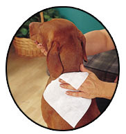 Huxtable The Poodle | Toy Poodle Blog | Parti Poodle: Product Review ...