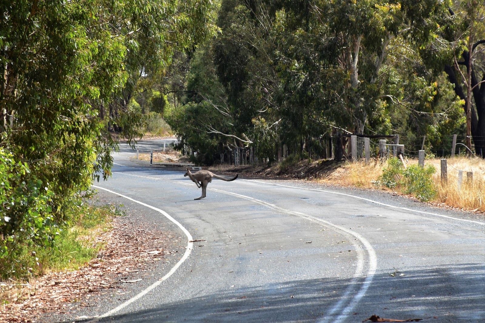 Goin' Feral One Day At A Time: Mandurang Walk, Greater Bendigo National ...