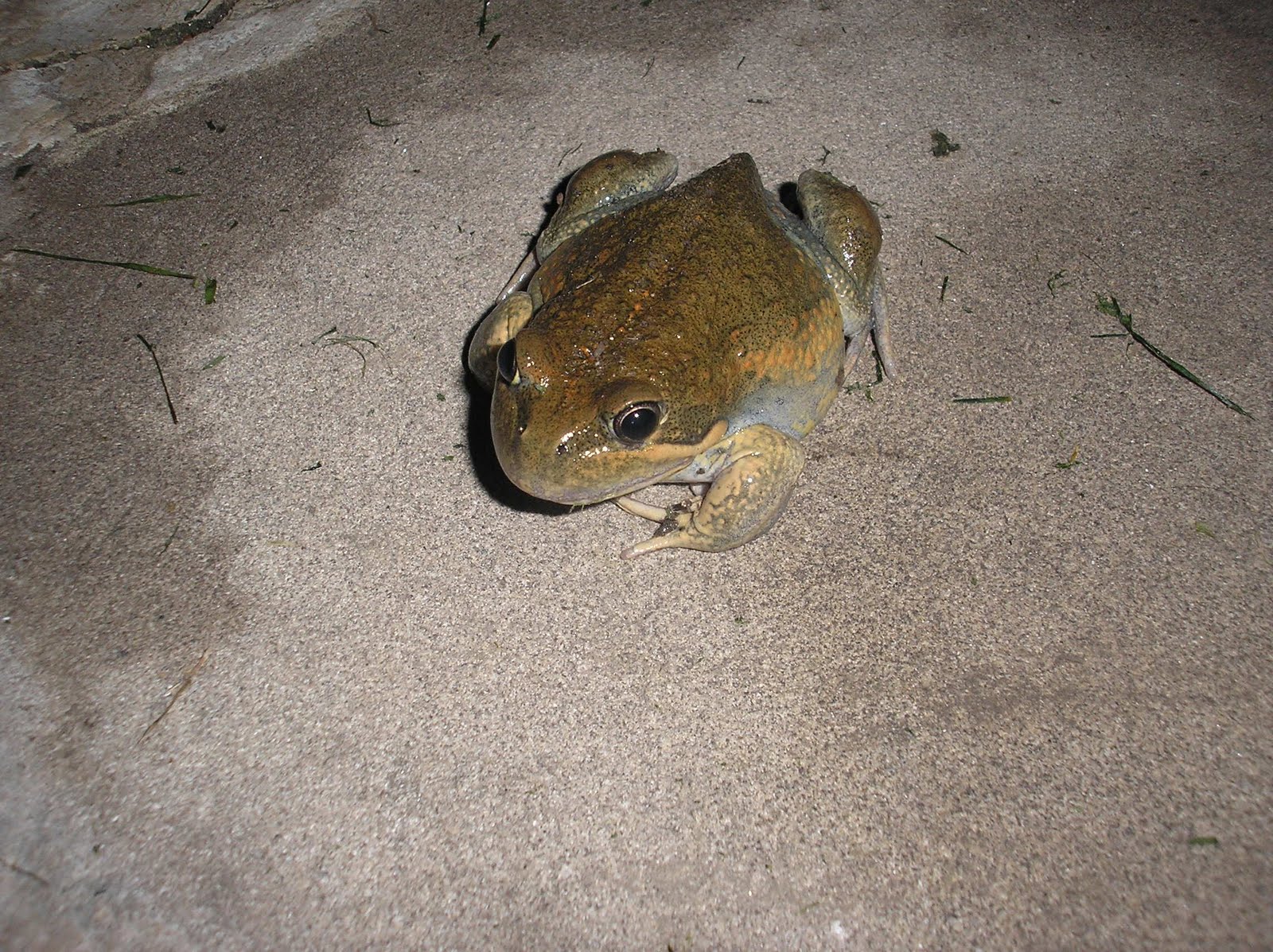 WILD BUNDANOON: 2 LOCAL FROGS: EASTERN POBBLEBONK OR BANJO FROG & PERON ...