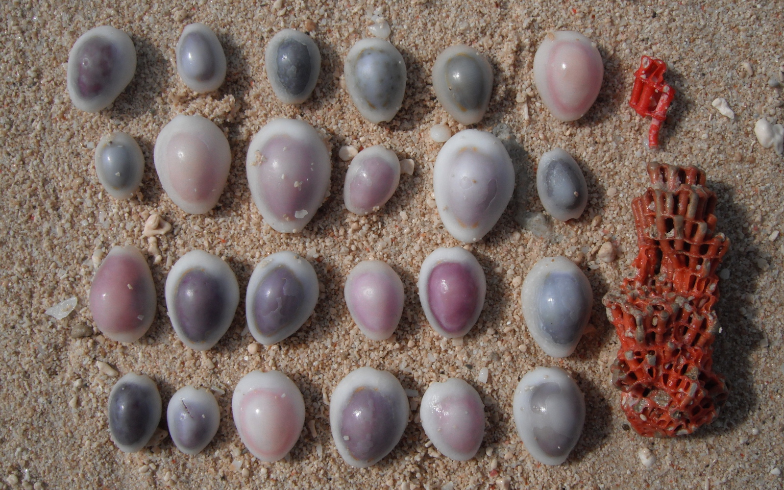 The Memory Wanderer: Cowries