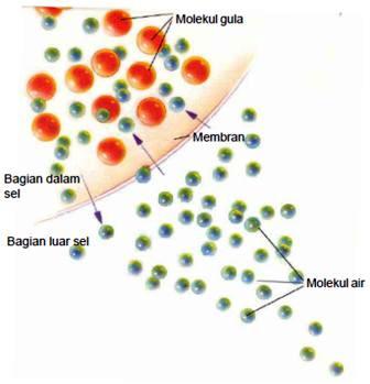 intelektaama: difusi dan osmosis sel