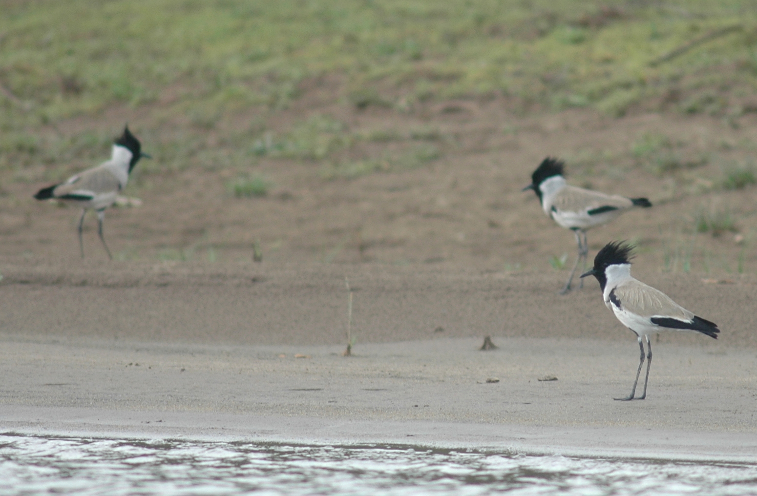 Cambodia Birding News: Mekong River birds