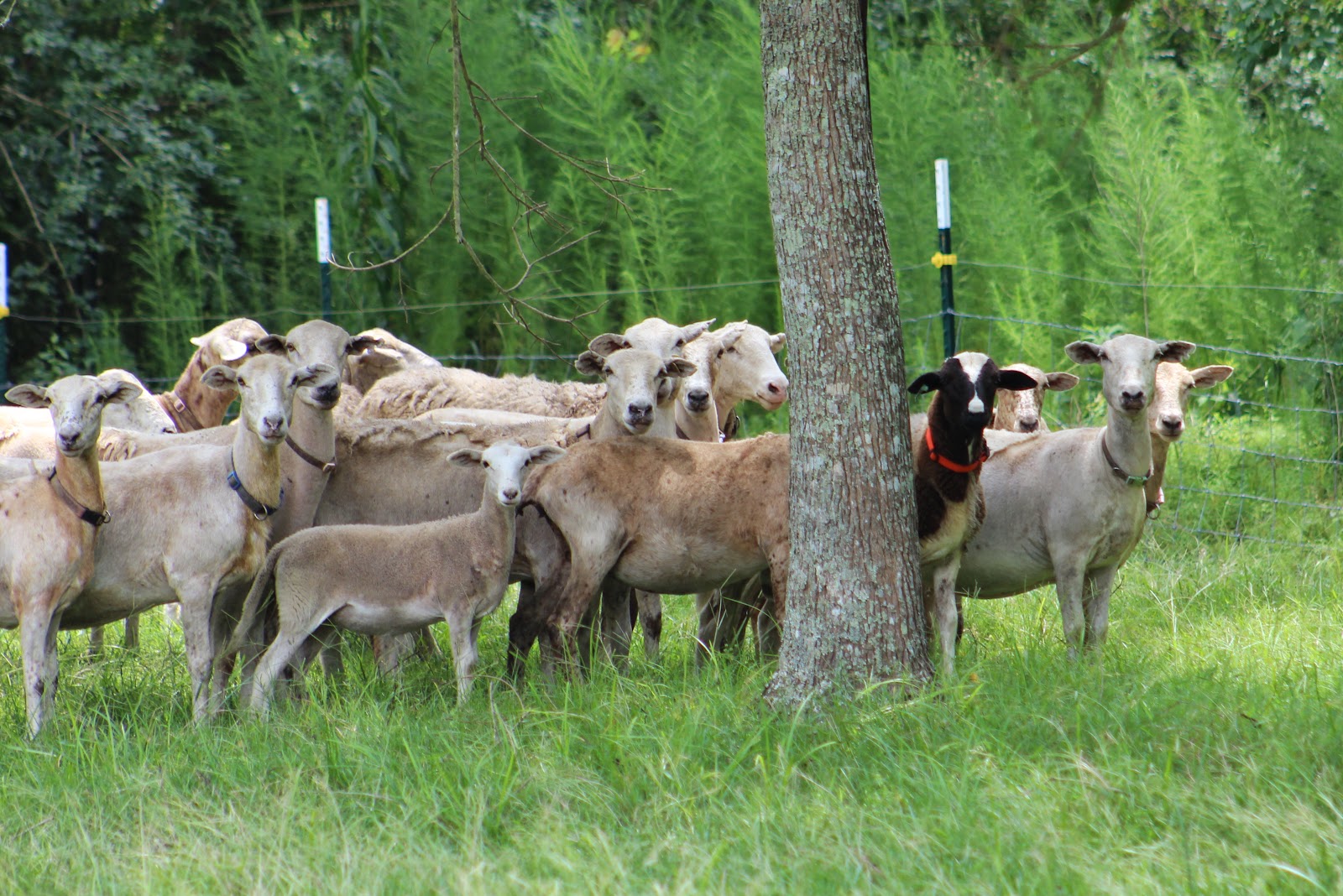 HighTail Farms: Ram Lamb, Ding Dong