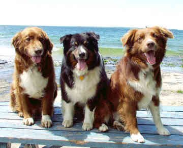 Basque Shepherd Dog ~ Dog Breeds Database