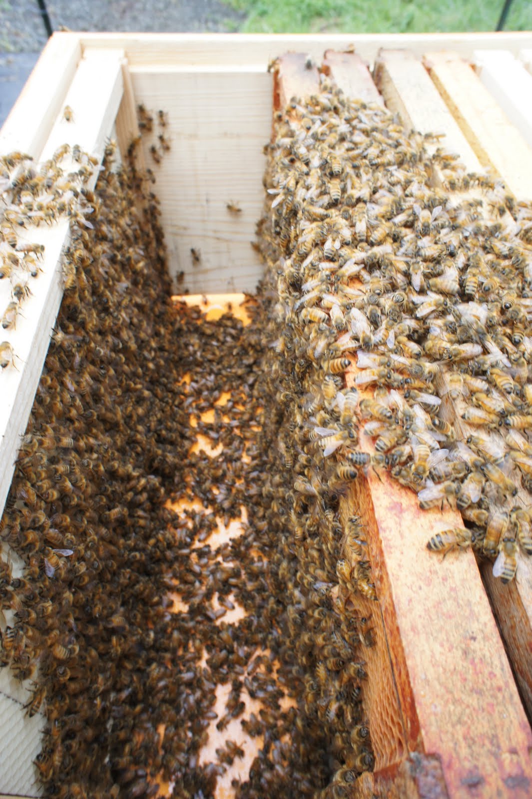 Ron's Farmer Blog: Bee Installation - Success So Far