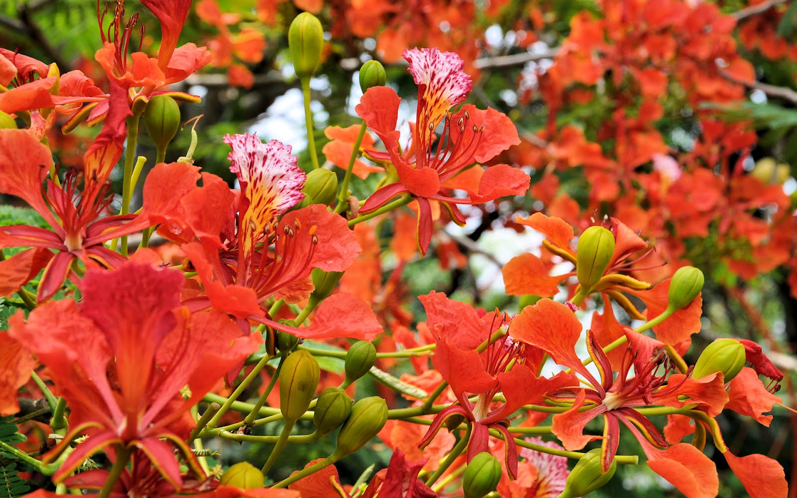 BANCO DE IMÁGENES: Delonix Regia - Framboyán - Árboles de México