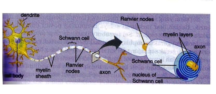 Human Nervous System - New Science Biology