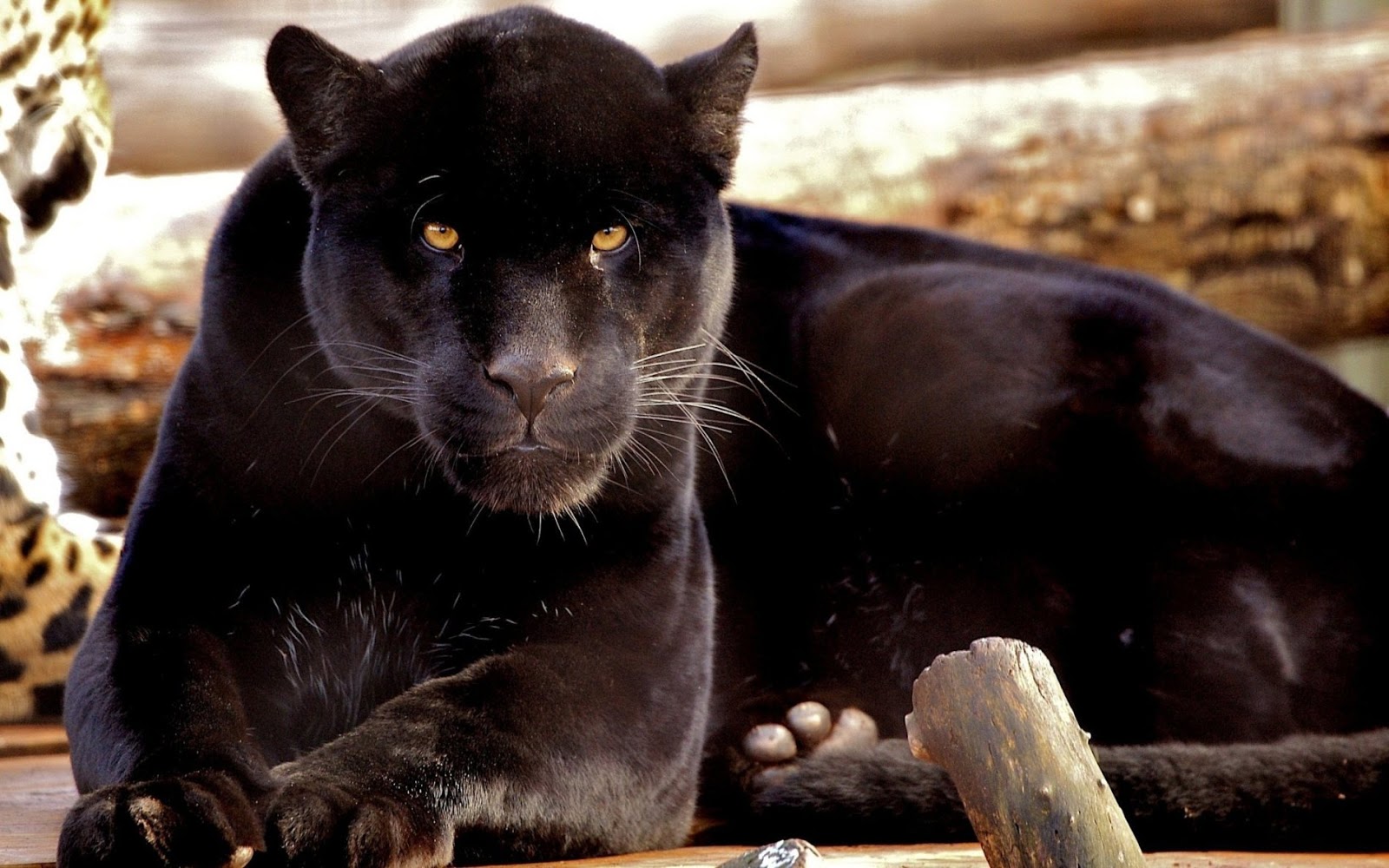 Panther - HD Wallpapers | Earth Blog