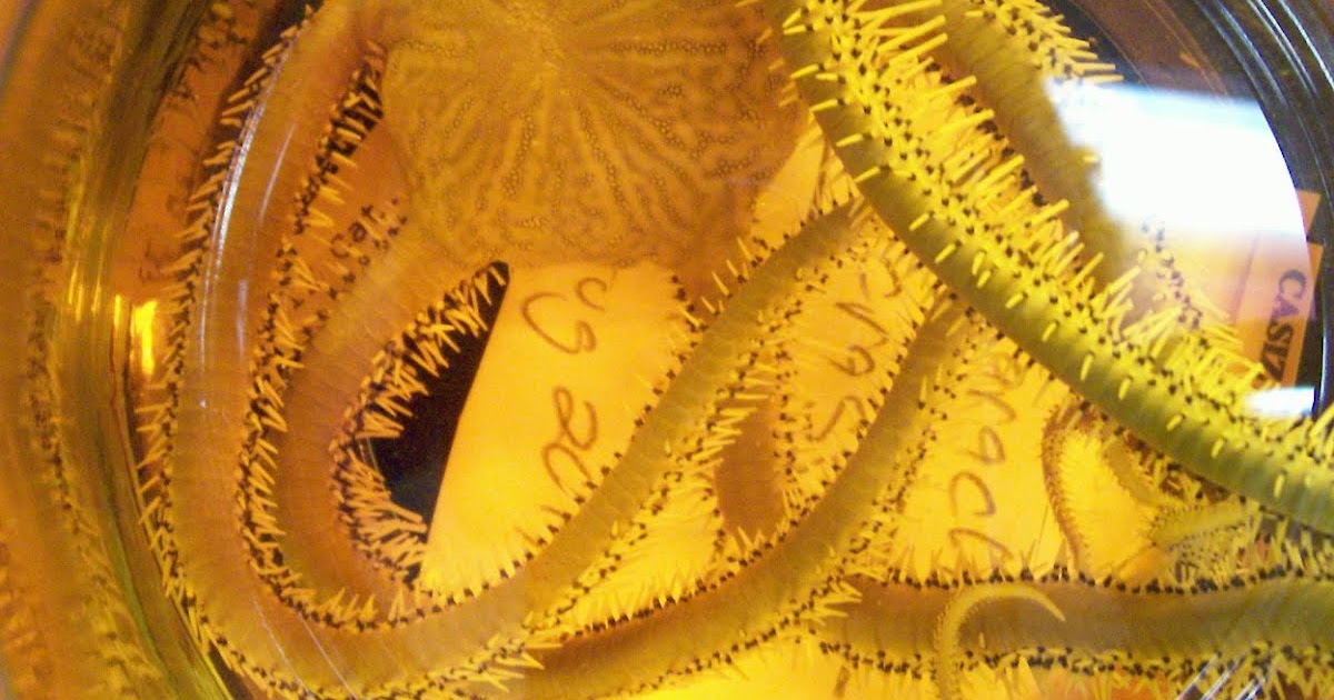 The Echinoblog: What Good Are Echinoderms? Pt. 2! Biotechnology!