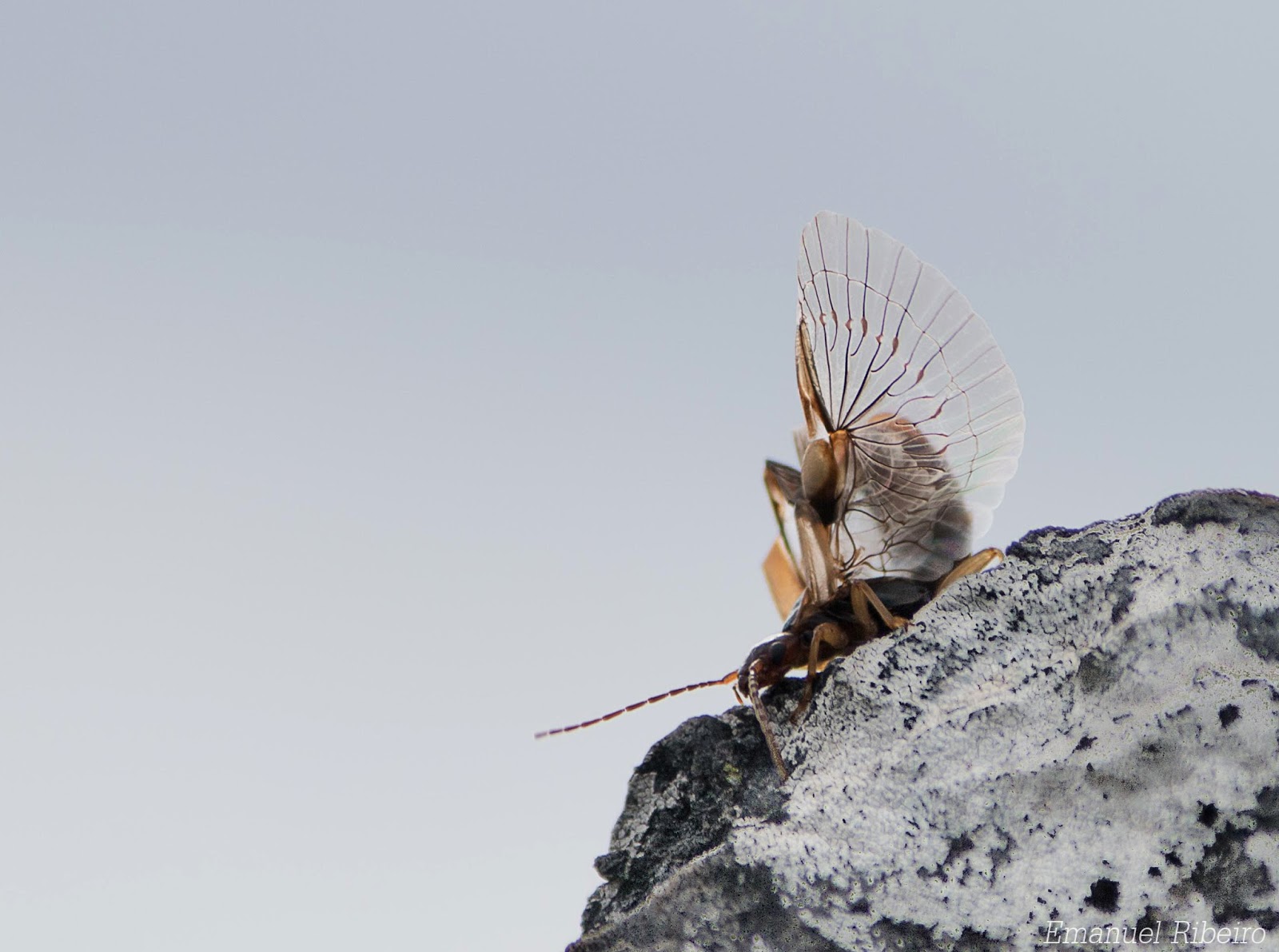 UM DIA DE CAMPO: Bicha-cadela, um insecto a conhecer