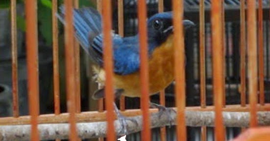 CARA MERAWAT BURUNG TLEDEKAN GUNUNG YANG BARU BELI DARI PASAR BURUNG ...