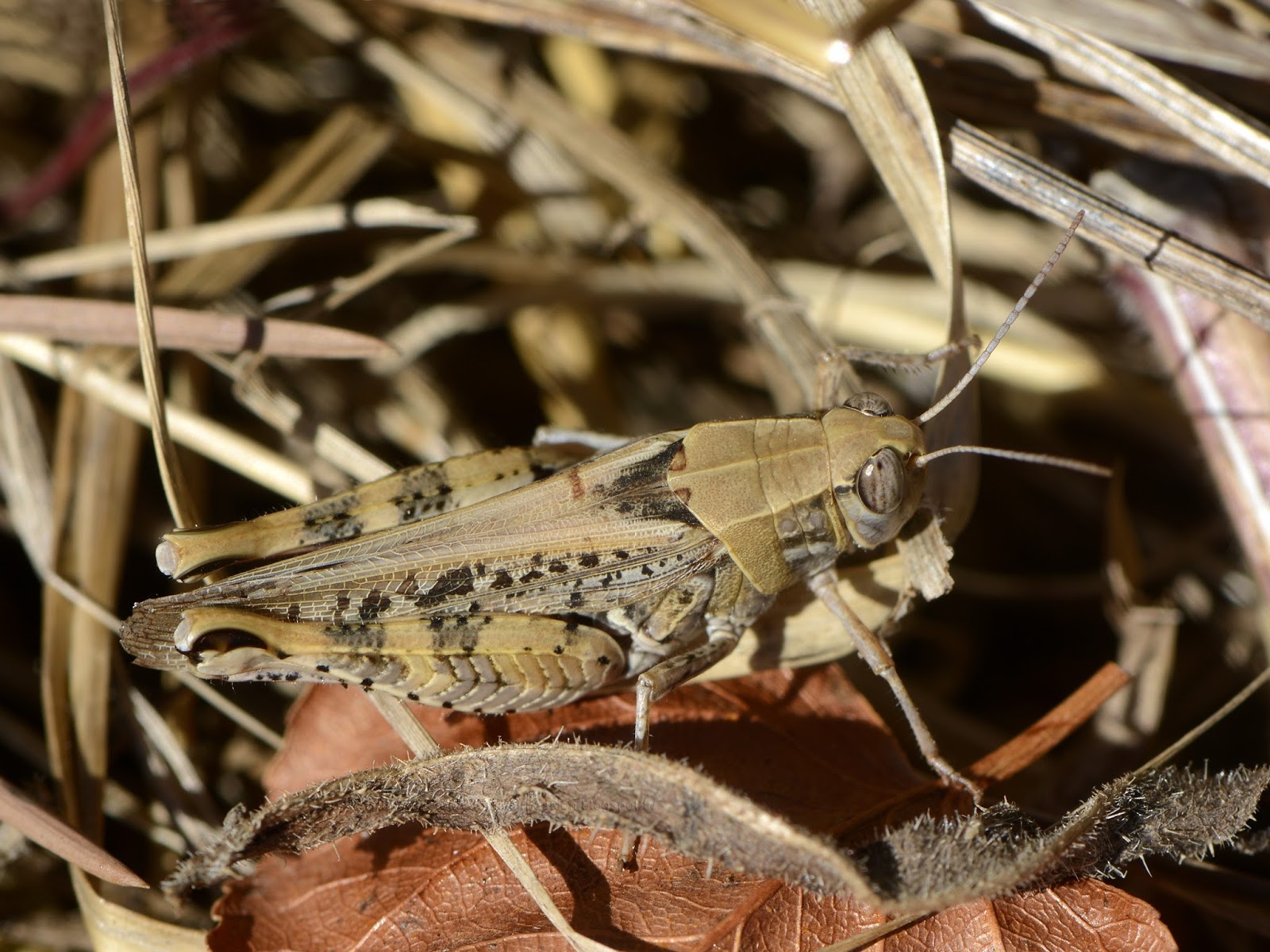 Macrophoto plaisir passion: Le Criquet Italien, Calliptamus italicus