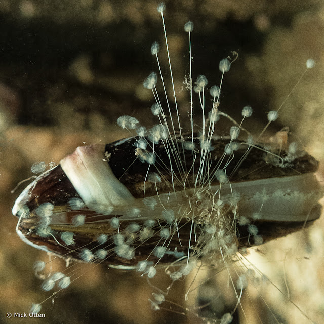 Mick's marine biology