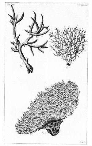 slipstreaming: GEORGIUS EVERHARDUS RUMPHIUS – the Ambonese Curiosity ...