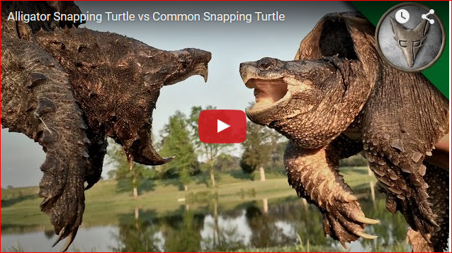 Real society: Alligator Snapping Turtle vs Common Snapping Turtle
