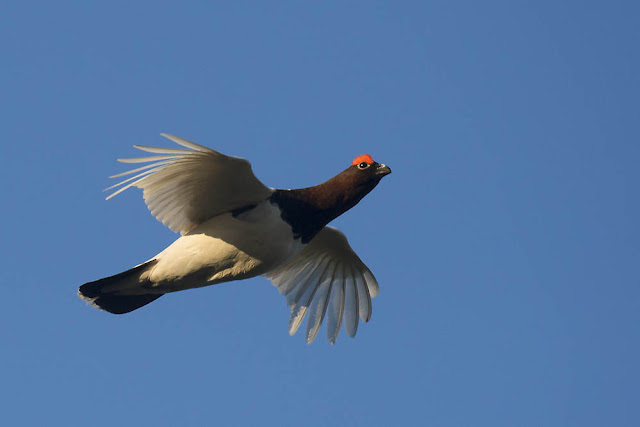 Torbjorn Martinsen: Ryper i Troms - del 3