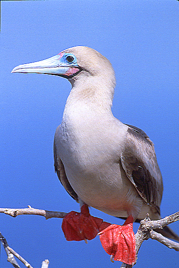 RED FOOTED BOOBY photos - wallpapers | the fun bank
