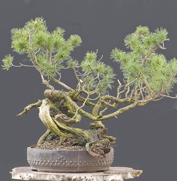 Walter Pall Bonsai Adventures: Mugo pine #32