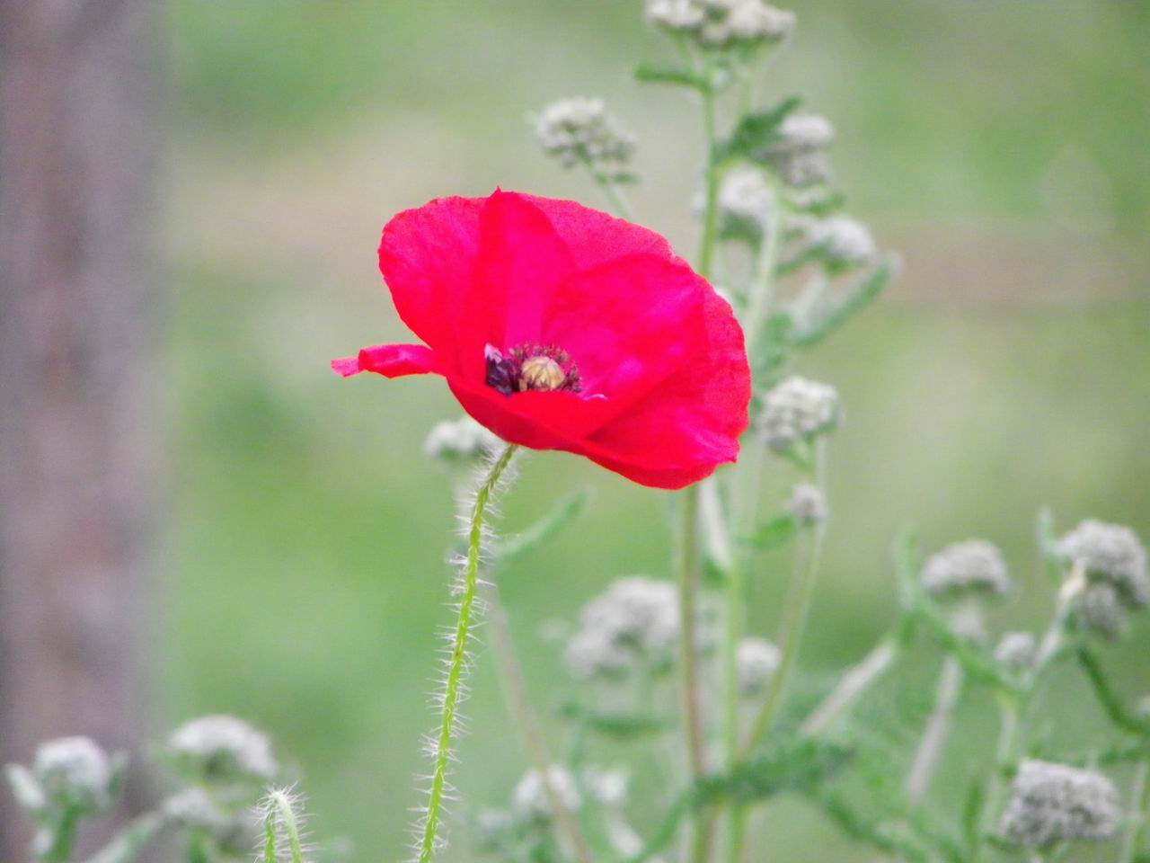 Evariste Zephyrin - photographer: Le coquelicot