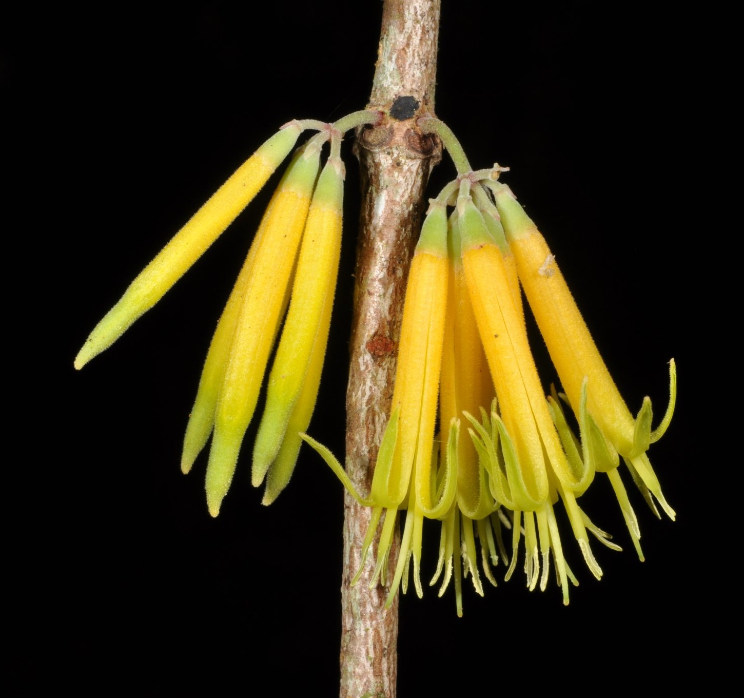 Species New to Science: [Botany • 2018] Amyema lisae (Loranthaceae) • A ...