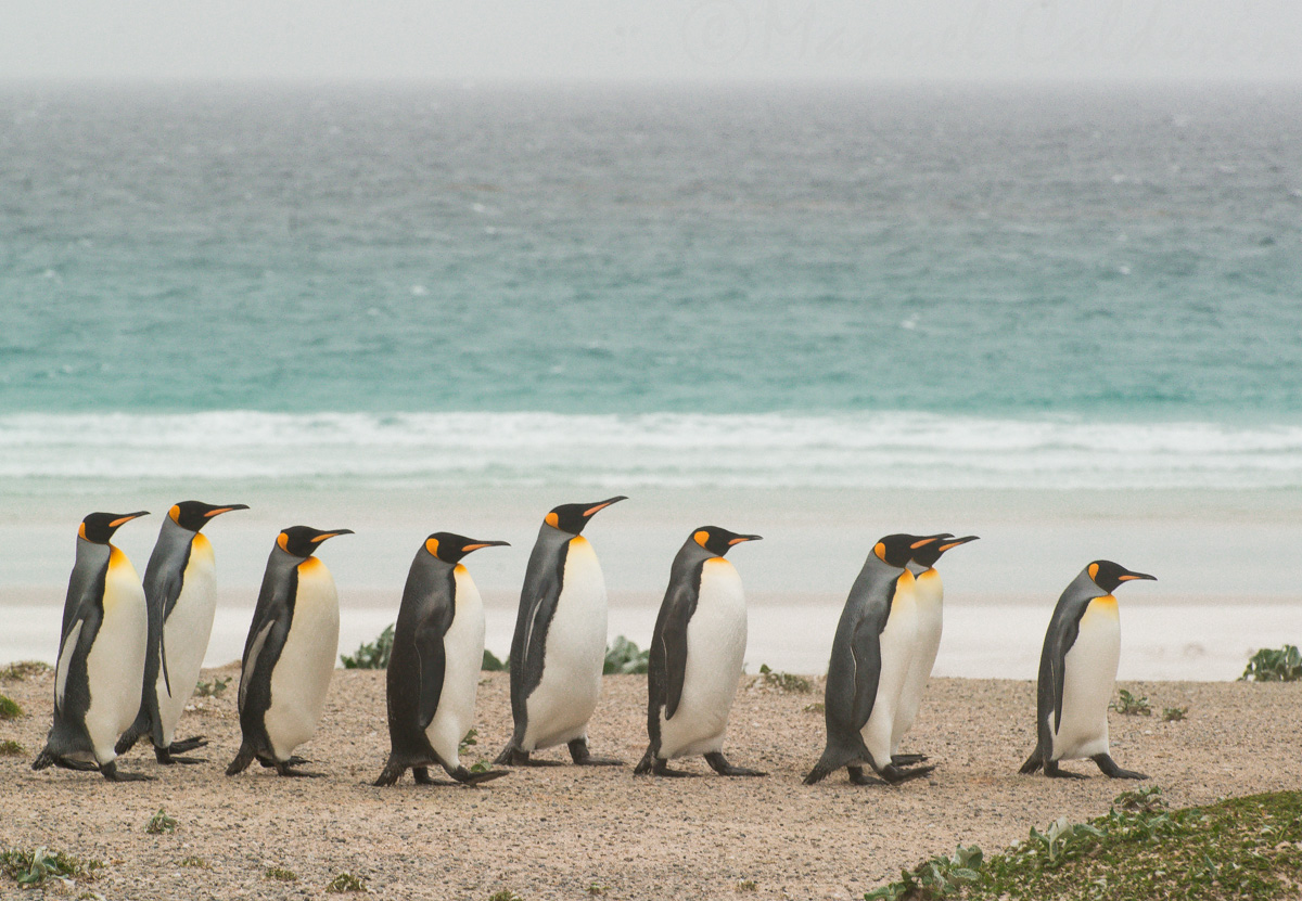 bionaturfoto: Malvinas, Tierra de Pingüinos