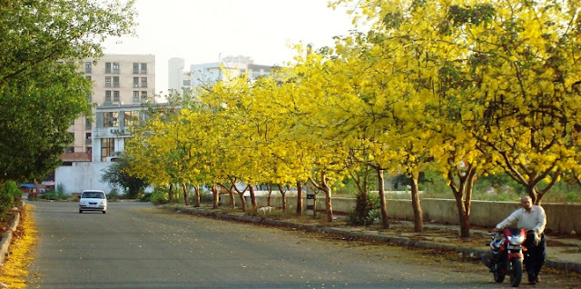 Dwarka Parichay News - Info Services: Amaltas Tree : Marvel of Nature ...
