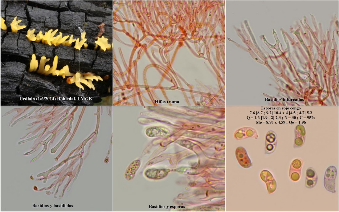 Microscopía de hongos. Vol 1 . A - C: Calocera cornea