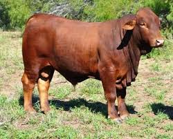 GAMBAR SAPI BEEFMASTER 11 | GAMBAR SAPI