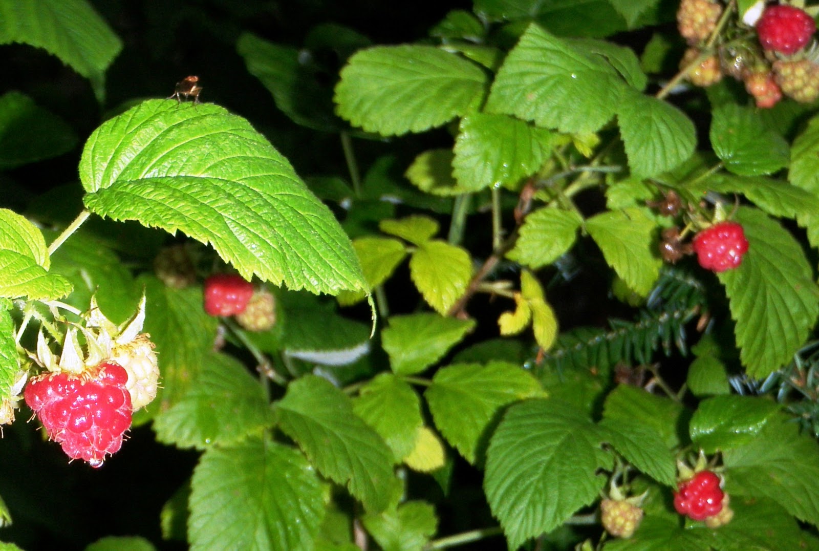 Sandra's Alaska Photography: Plants-Berries-Trees