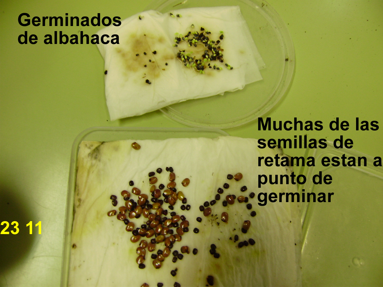 Huerto 2006 2016 .MIJAS (SPAIN): SIGUE LLOVIENDO. GERMINE RETAMA DE ...