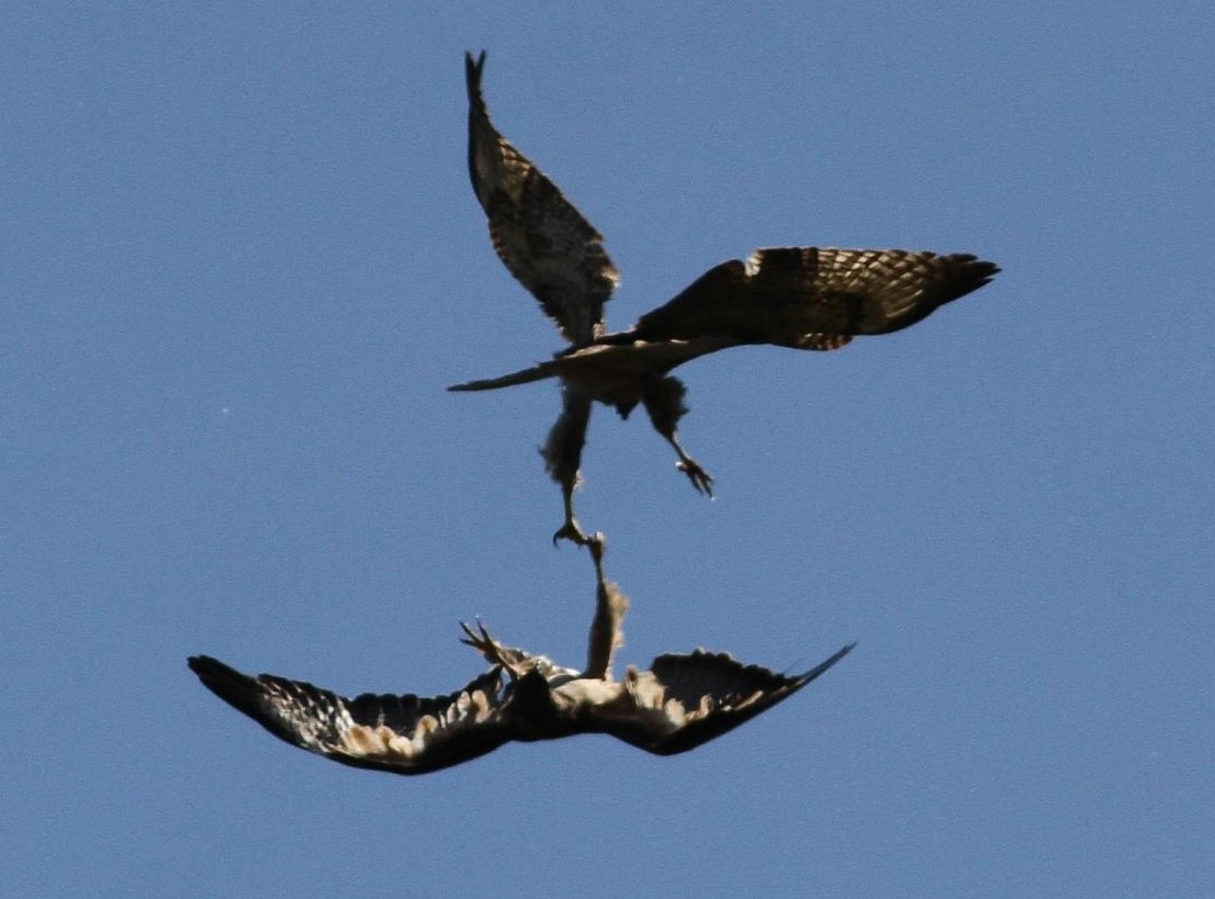 Jo's Morning Walk: Hanging on by a Talon
