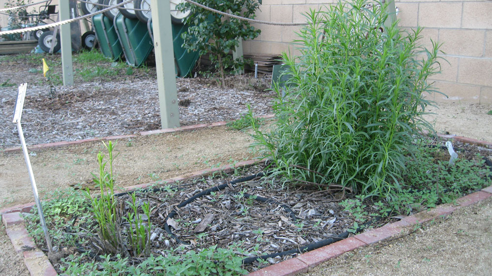 Mother Nature's Backyard - A Water-wise Garden: Plant of the Month ...