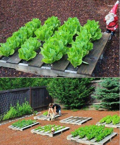 Garden and Farms: Pallets for raised bed gardening! .. low cost, high ...