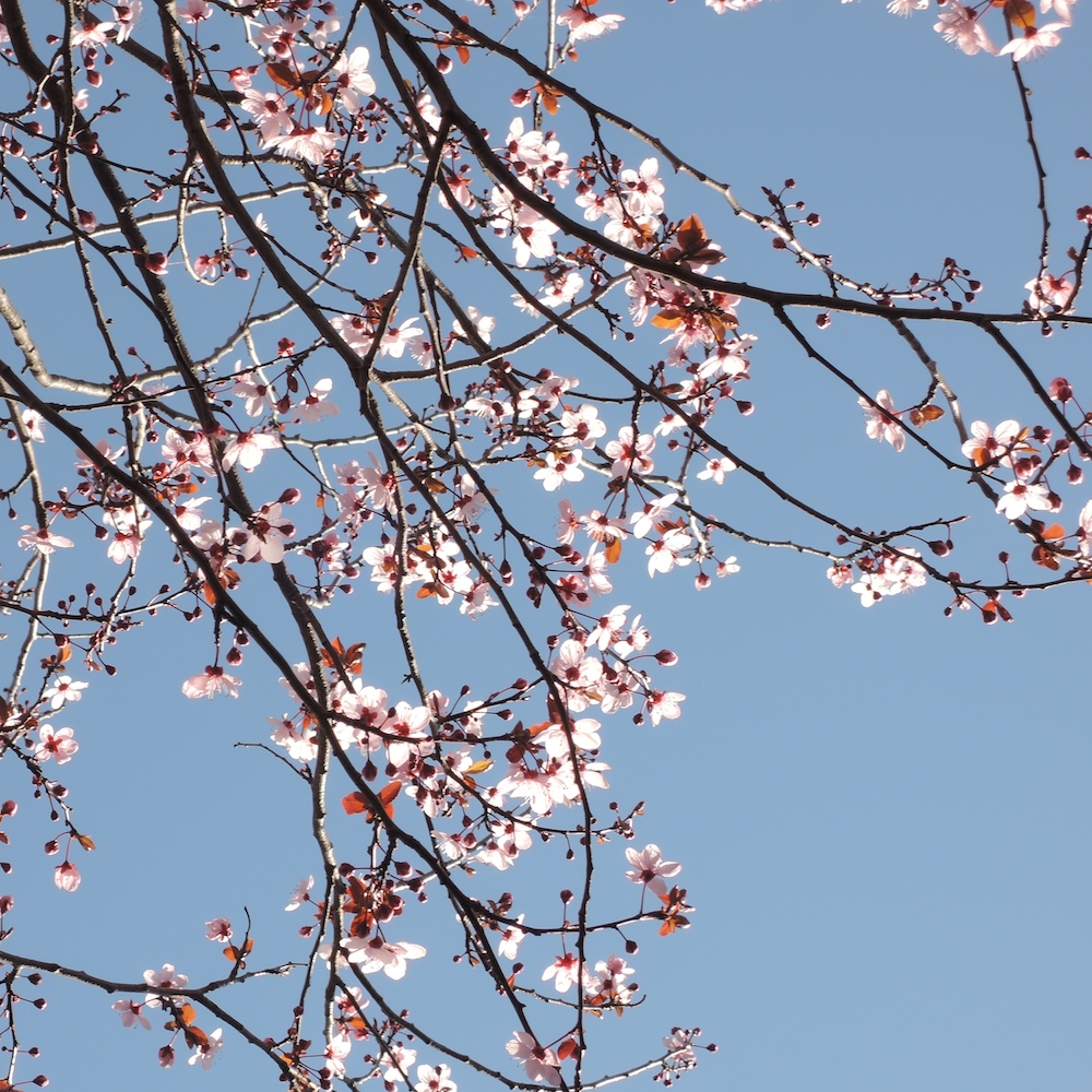 MaiTai's Picture Book: Sparkling spring